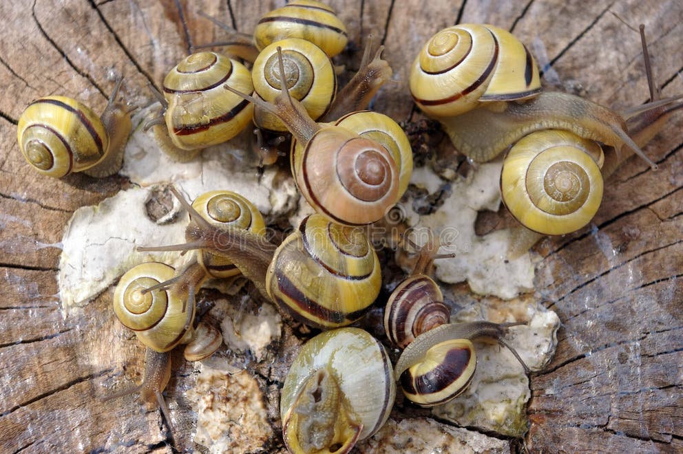 Pomatia snails stock photo. Image of plenty, plague, mollusk - 14455622