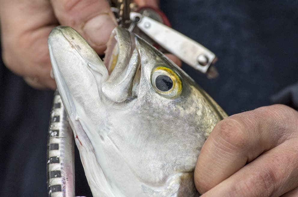 Pomatomus saltatrix stock photo. Image of marine, sport - 29218542