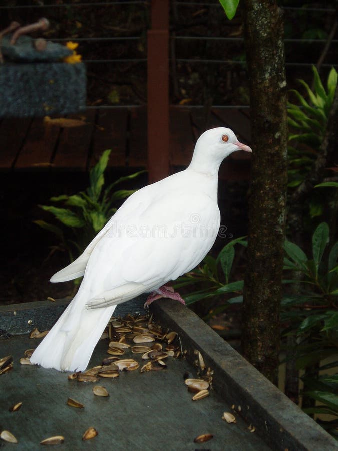 Pomba imagem de stock. Imagem de sementes, liberdade, tristeza - 129613