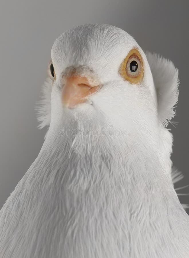 Pomba imagem de stock. Imagem de pares, wildlife, fundo - 4448577