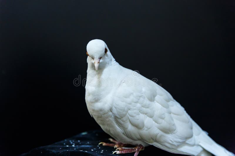 Pomba bonita do branco foto de stock. Imagem de exterior - 87584546