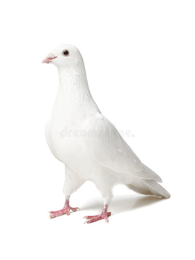 Pomba Branca Isolada No Branco Imagem de Stock - Imagem de cauda, nave ...