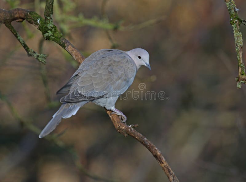 Pomba magnífica da fruta foto de stock. Imagem de colorido - 25834330