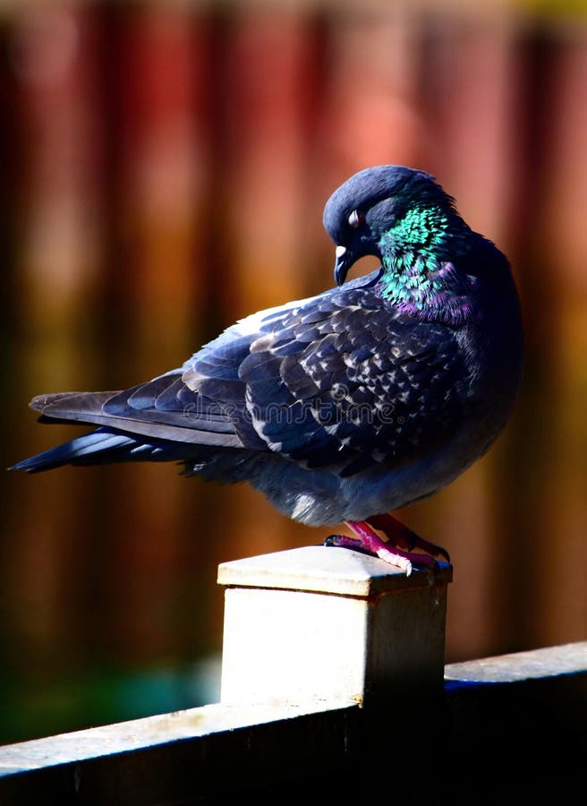 Pomba foto de stock. Imagem de pombo, animais, pomba - 164735180