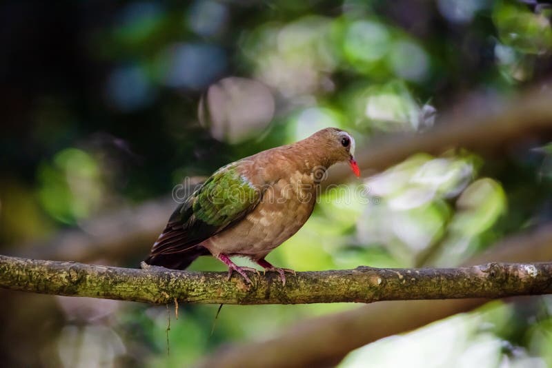 Pomba Da Esmeralda Ou Pombo Verde Imagem de Stock - Imagem de animal ...