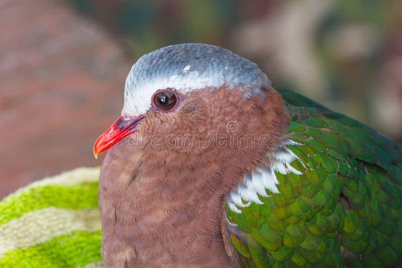 Pomba Da Esmeralda Ou Pombo Verde Imagem de Stock - Imagem de figo ...