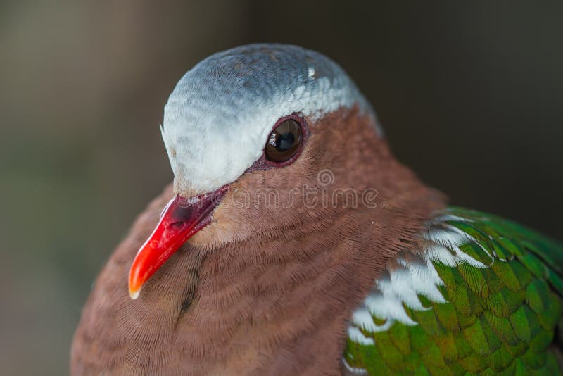 Pomba Da Esmeralda Ou Pombo Verde Imagem de Stock - Imagem de figo ...