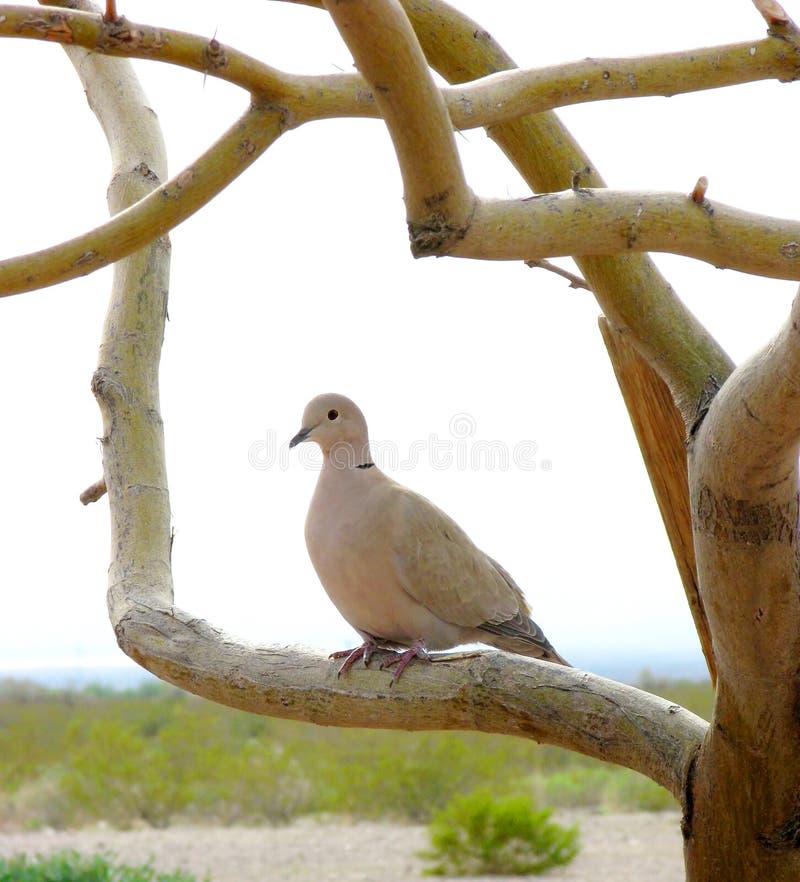 Mosca do pombo imagem de stock. Imagem de asas, branco - 8341739