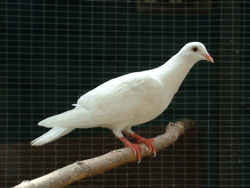 Pomba do branco foto de stock. Imagem de pomba, branco - 170432