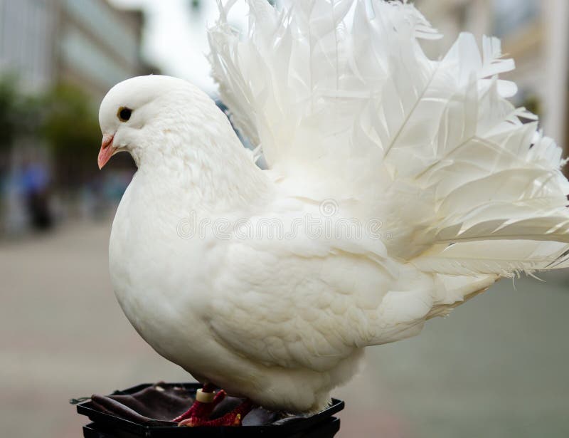 Pomba do branco imagem de stock. Imagem de religioso - 54429459
