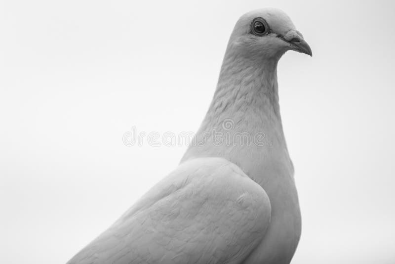 Pomba do branco foto de stock. Imagem de vôo, gaiola - 50093798