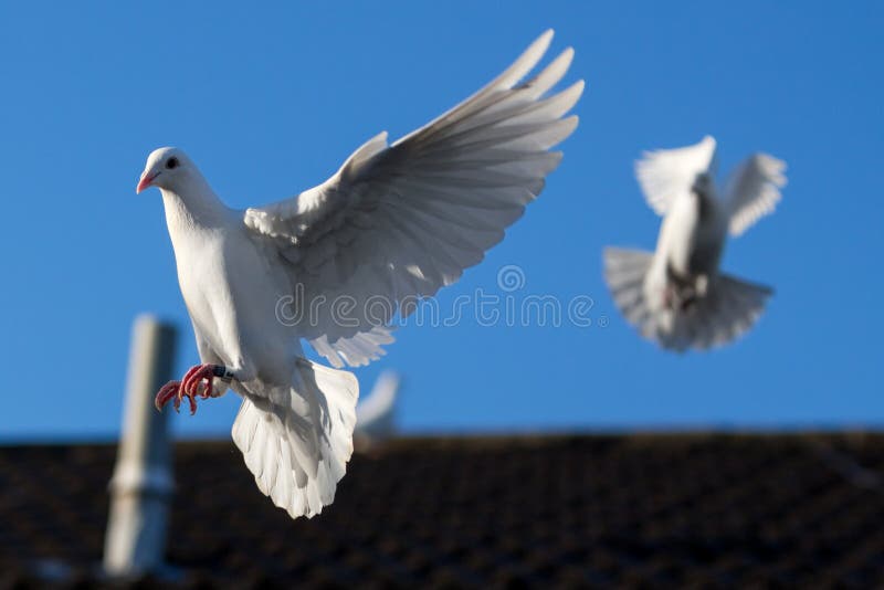 Pomba do branco foto de stock. Imagem de pomba, gaiola - 50093850