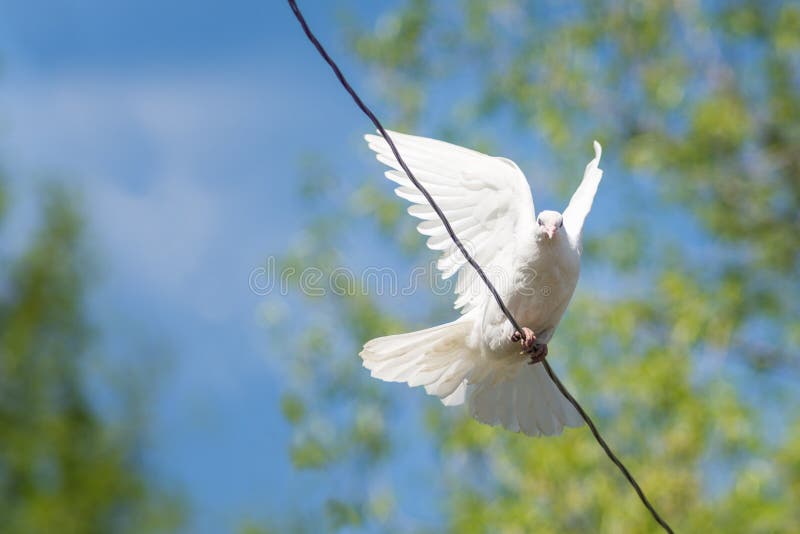 Pomba do branco imagem de stock. Imagem de pets, religioso - 54338237