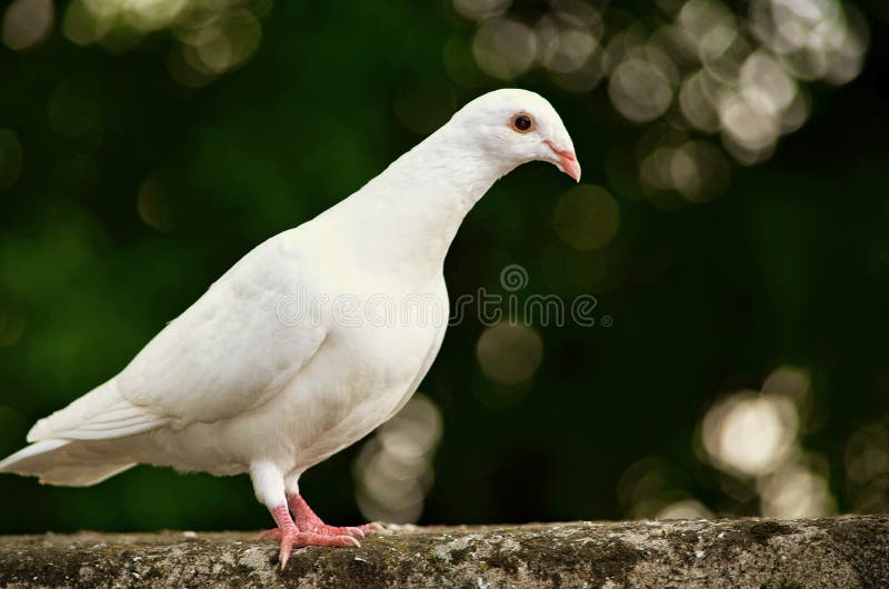 Pomba do branco foto de stock. Imagem de ssaros, pomba - 54501088