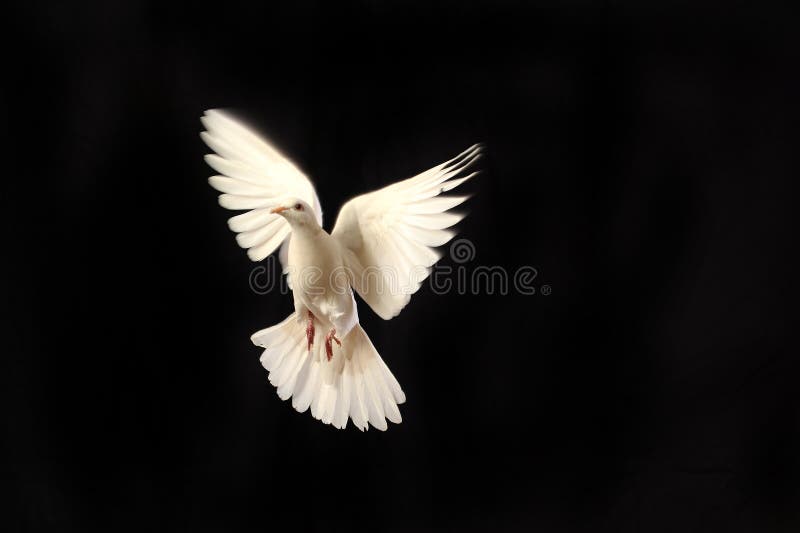 Pomba do branco imagem de stock. Imagem de religioso - 54429459