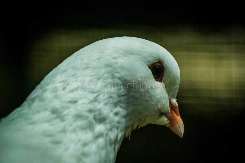 Pomba do branco imagem de stock. Imagem de biodiversidade - 73579959