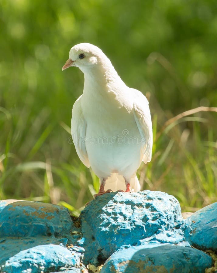 Pomba Do Branco Que Anda No Parque Fora Foto de Stock - Imagem de ...