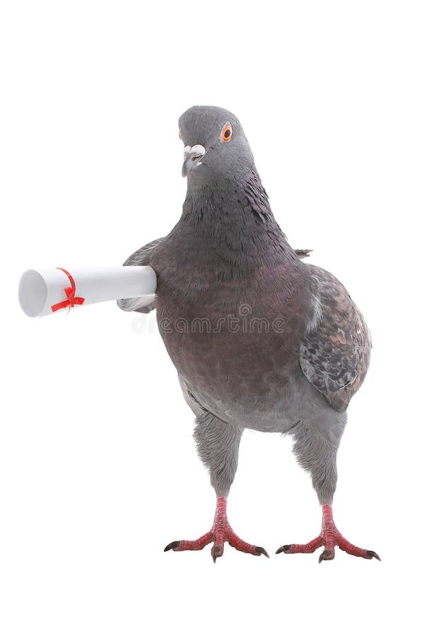 Pomba cinzenta foto de stock. Imagem de mosca, pombo - 48736290