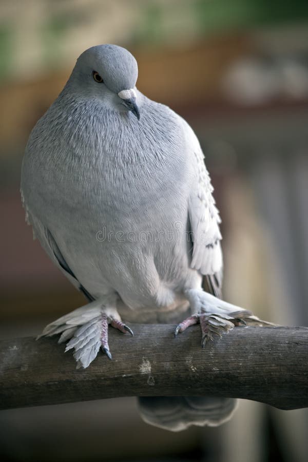 Pomba em uma vara imagem de stock. Imagem de assentamento - 121241887