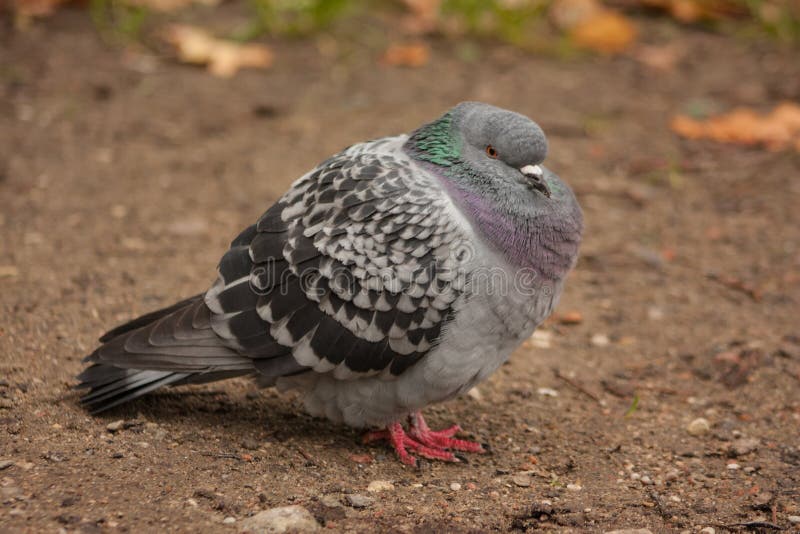 Pomba bonita do pombo imagem de stock. Imagem de nave - 71760497