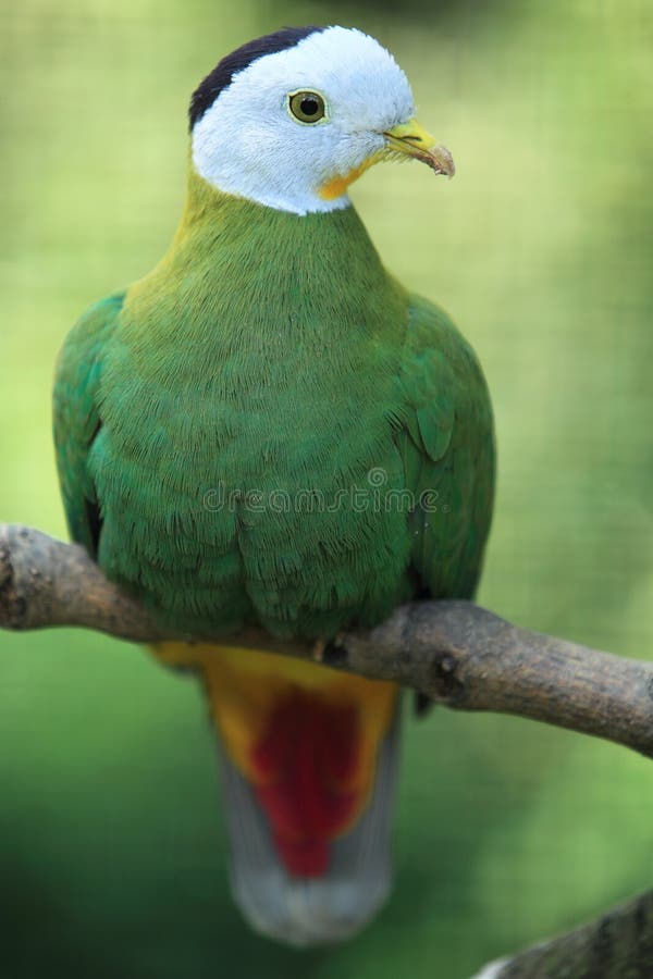 Pomba Preta-naped Da Fruta, Melanospilus De Ptilinopus Imagem de Stock ...