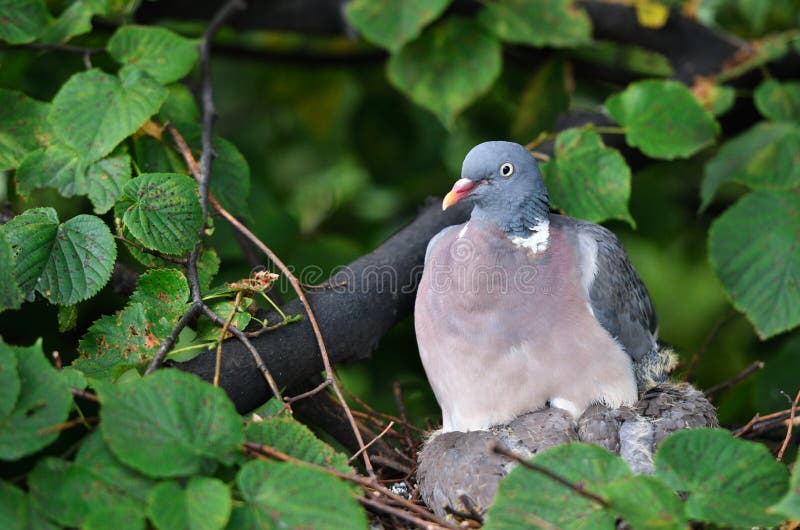 Filhote De Passarinho Da Pomba Verde Imagem de Stock - Imagem de ...