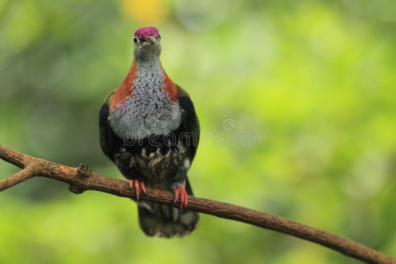 Pomba magnífica da fruta foto de stock. Imagem de colorido - 25834330