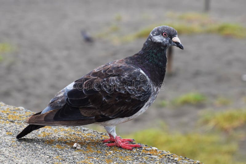 Pombo imagem de stock. Imagem de ambiental, selvagem - 100989645
