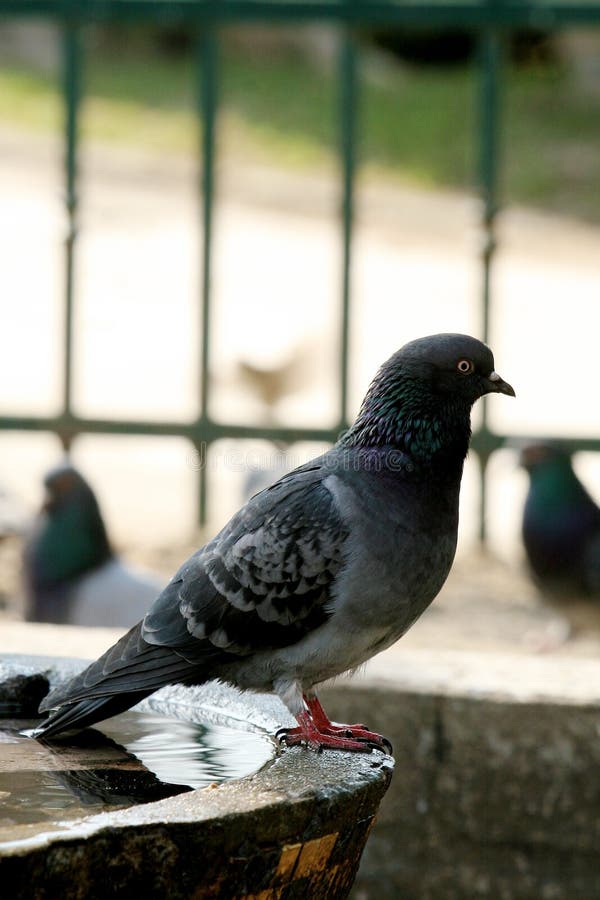 Pombo foto de stock. Imagem de selvagem, mosca, animal - 12838418