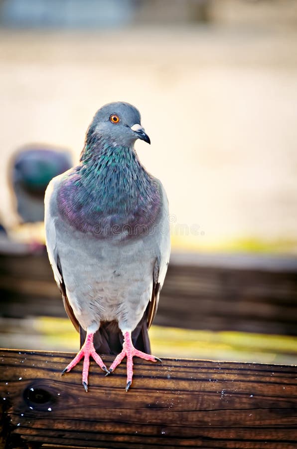 Pombo imagem de stock. Imagem de exterior, olhos, animais - 21186419