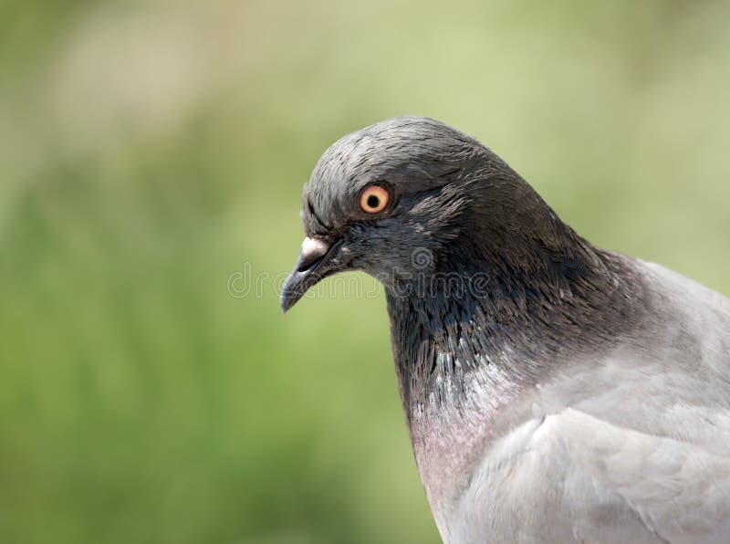 Pombo Torcaz (palumbus Do Columba) Foto de Stock - Imagem de pombo ...