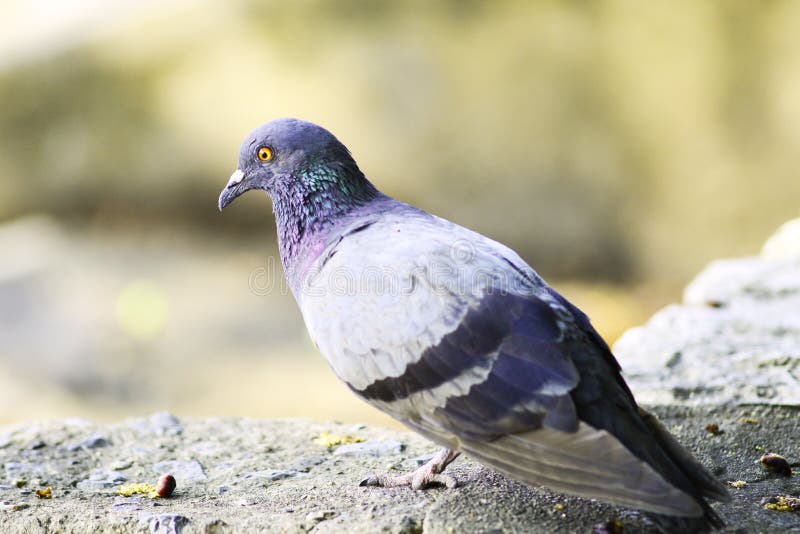 Pombo foto de stock. Imagem de exterior, liberdade, asas - 40736976