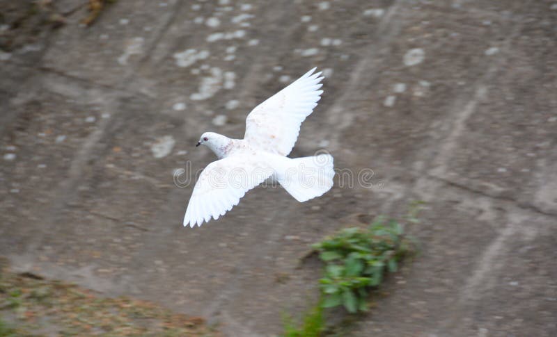 Pombo-branco-raro Voando Em Riacho Foto de Stock - Imagem de fundo ...