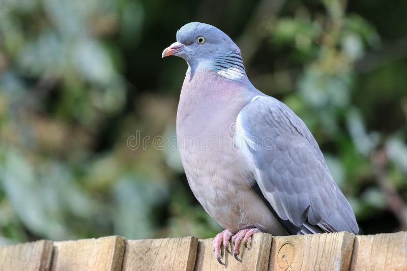 Pombo Comum, Pomba Que Senta-se No Pavimento Foto de Stock - Imagem de ...