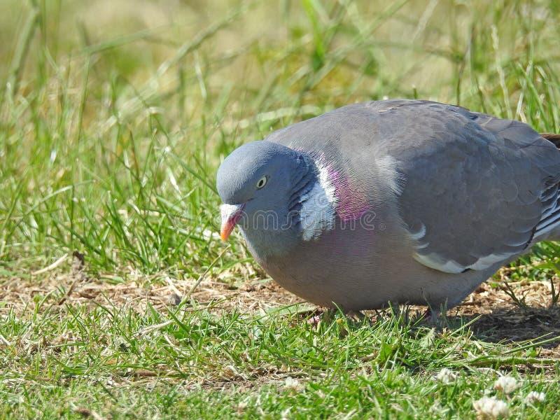 Pombo Da Terra Comum De Ingleses Foto de Stock - Imagem de animais ...