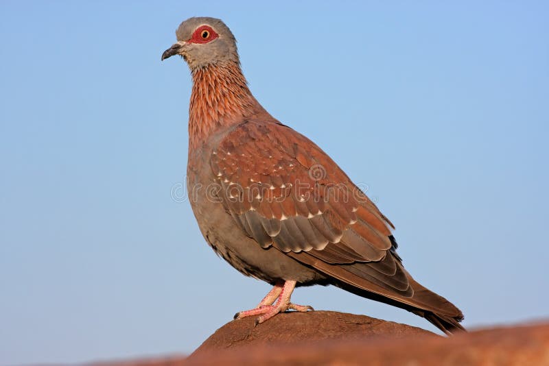 Pombo de rocha imagem de stock. Imagem de africano, vigia - 3612577