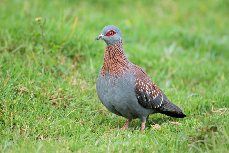 Pombo de rocha na grama foto de stock. Imagem de grama - 60035874