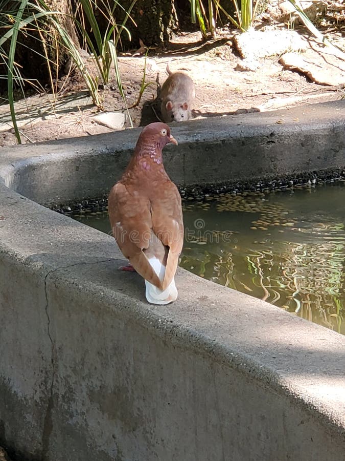 Pombo fotombing do rato imagem de stock. Imagem de rato - 192053069