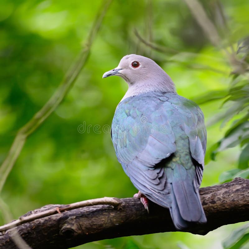 Pombo imperial verde imagem de stock. Imagem de pena - 32501921