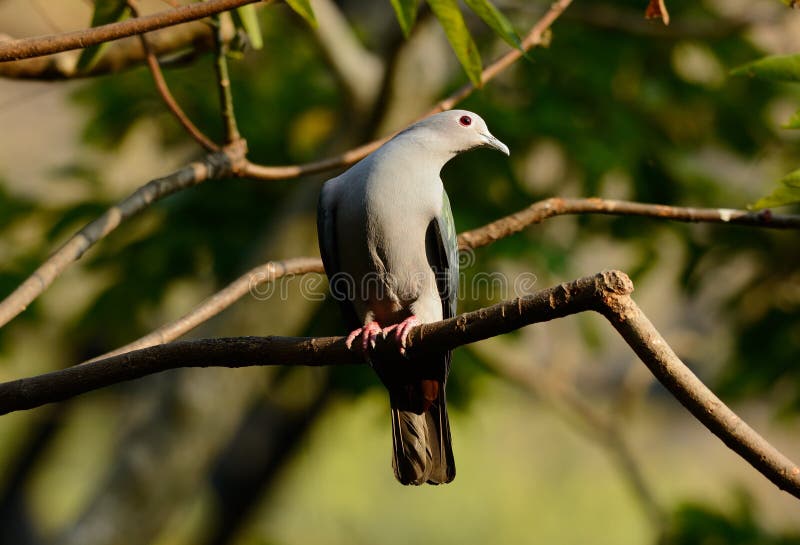 Pombo Imperial Verde (aenea De Ducula) Foto de Stock - Imagem de ...