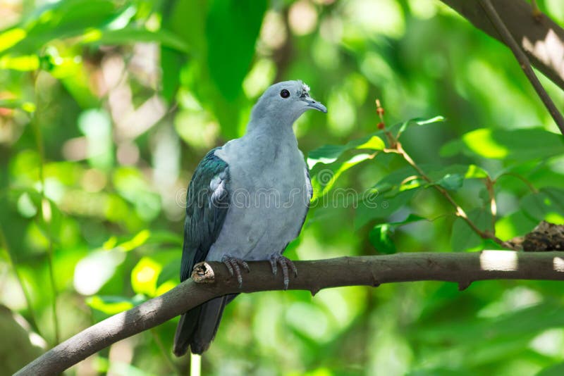 Pombo Imperial Verde No Parque Nacional De Minneriya, Sri Lanka Imagem ...