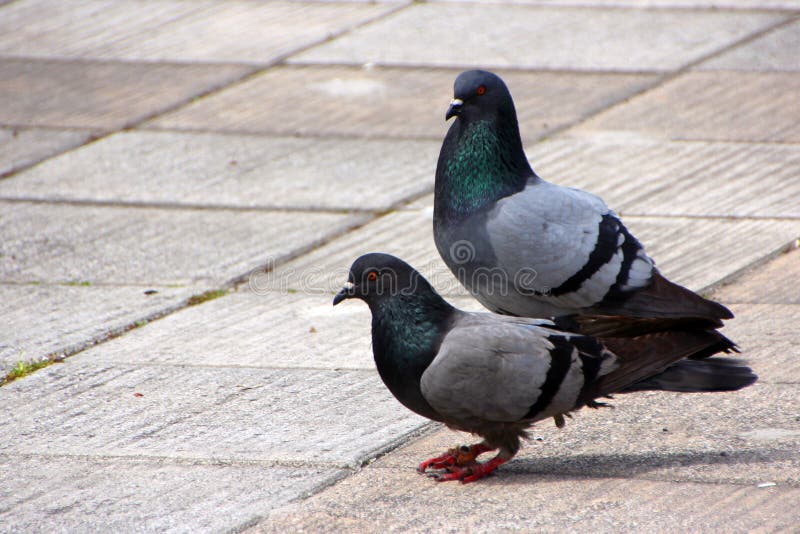 Pombo Pomba-colorido, Pombos Foto de Stock - Imagem de calma, penas ...