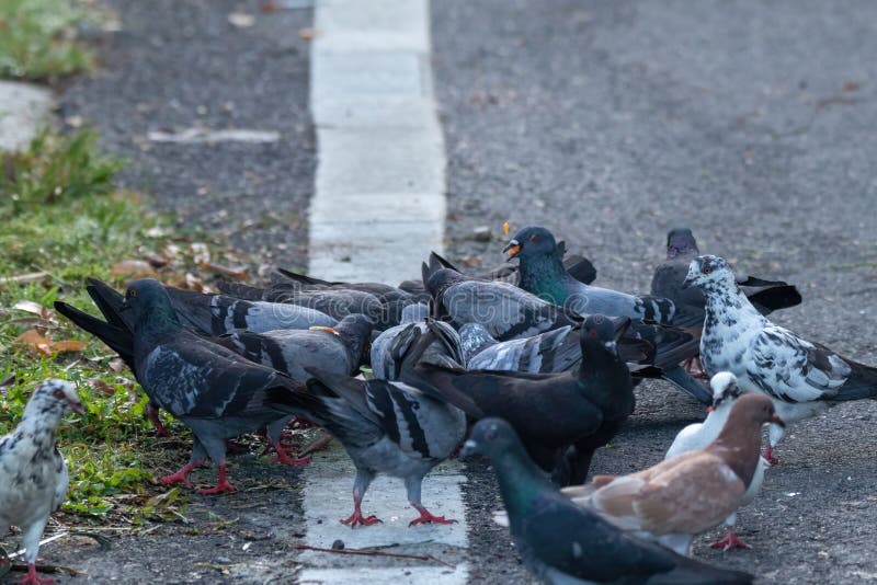 Pombo-pombo-pomba-rocha Ou Pombo-comum Imagem de Stock - Imagem de ...