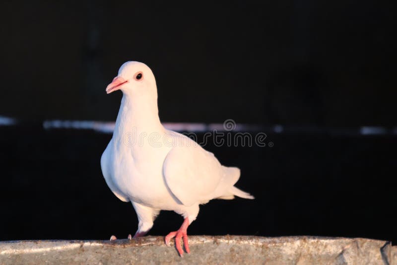 Pombo Selvagem Branco Com Fundo Negro Imagem de Stock - Imagem de ...