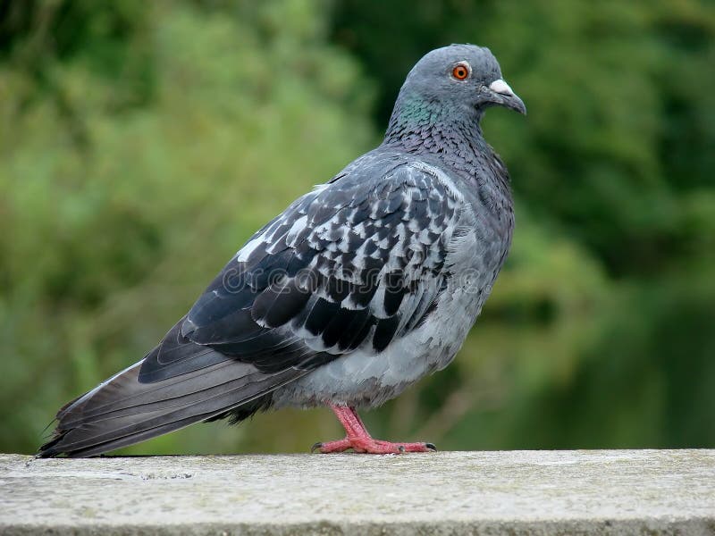 Pombo torcaz imagem de stock. Imagem de parede, nave, pombo - 1225599