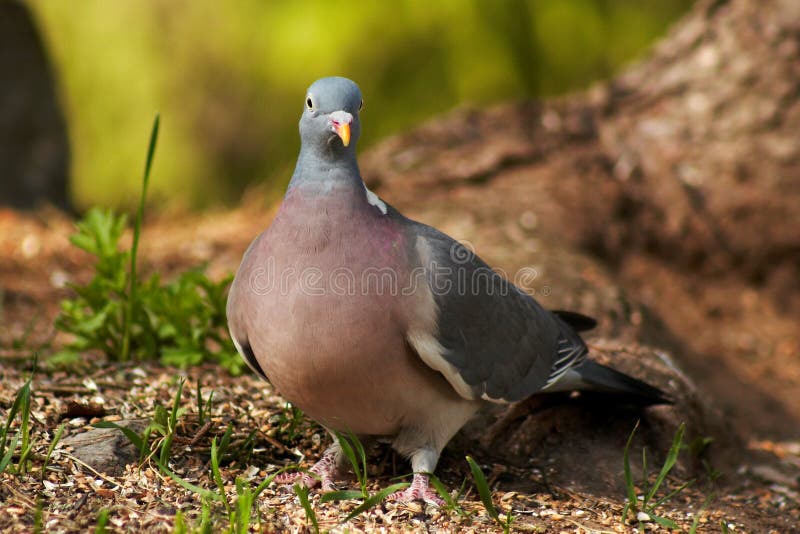 Pombo torcaz foto de stock. Imagem de madeira, pomba, animais - 3991218