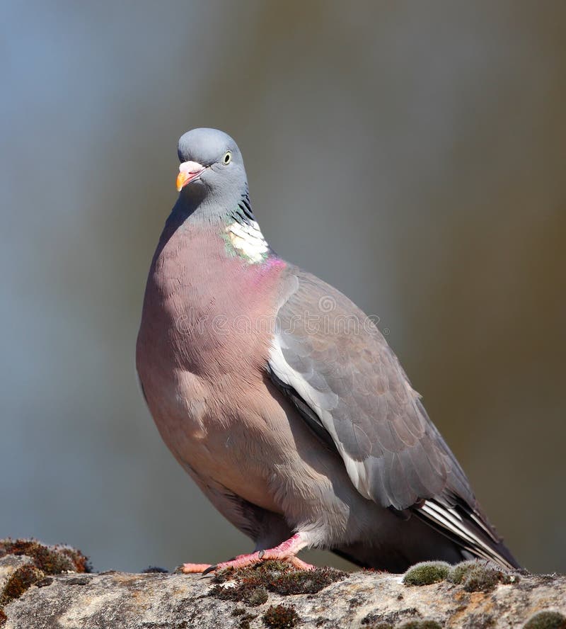 Pombo Torcaz, Palumbus Do Columba Imagem de Stock - Imagem de wildlife ...