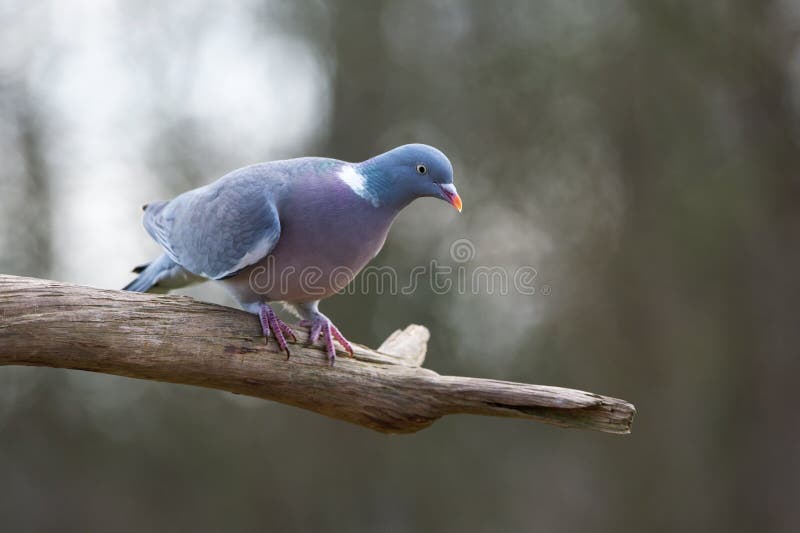 Pombo torcaz comum imagem de stock. Imagem de madeira - 109691793