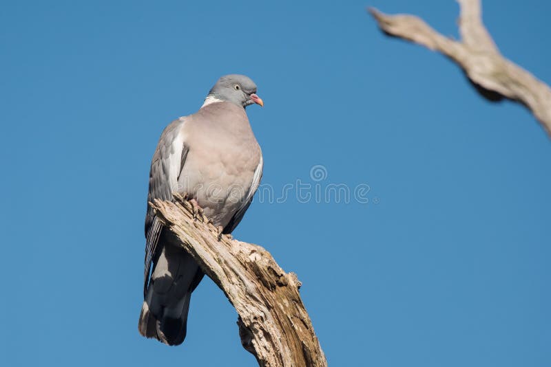 Pombo Torcaz Comum, Pombo Torcaz, Palumbus Do Columba Imagem de Stock ...