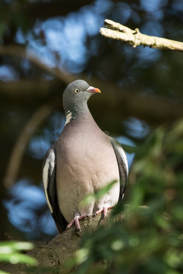 Pombo Torcaz Comum, Pombo Torcaz, Palumbus Do Columba Imagem de Stock ...